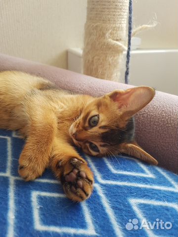 Абиссинские очаровашки