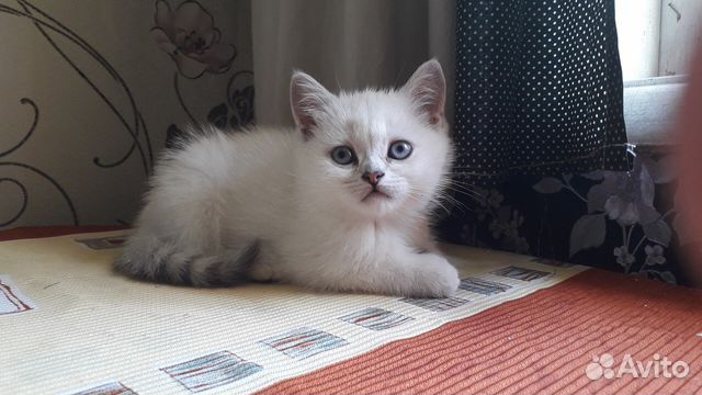 Британский котик
