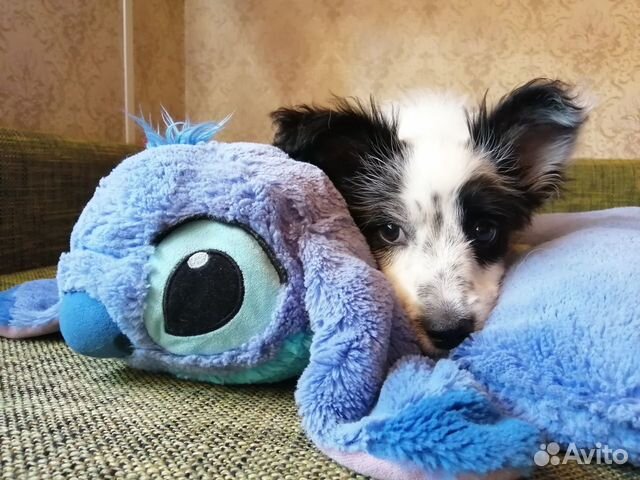 Четыре лапы, хвост и смешные уши