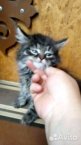 Котик малыш