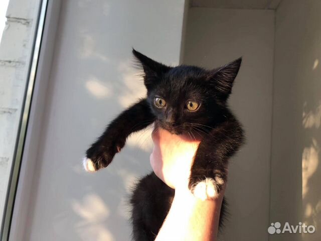 Котёночку нужен дом