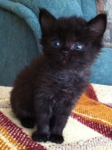Черный котенок - шустрый ласкуша