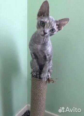 Продам кошечку Девон Рекс