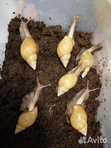 Улитки Ахатины