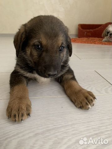 Щенок во двор