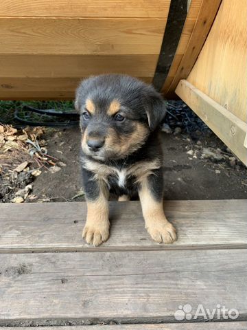 Щенок в добрые руки