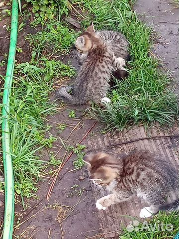 Симпатичные котята