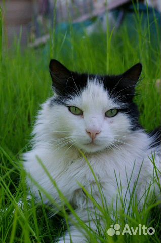 Кот в частный дом