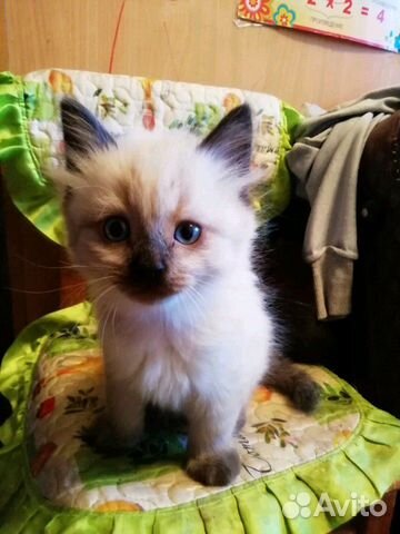 Котёнок сиамский