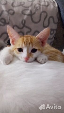 В добрые руки отдам кошечку, 3мес