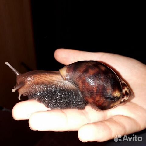 2 Астраханские улитки