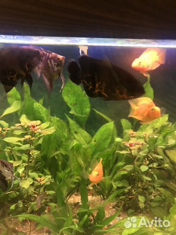 Астронотус