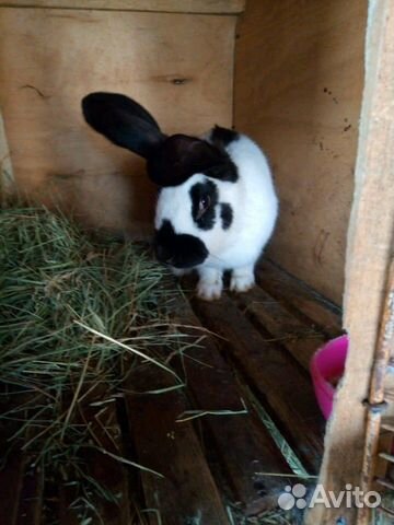 Крол строкач