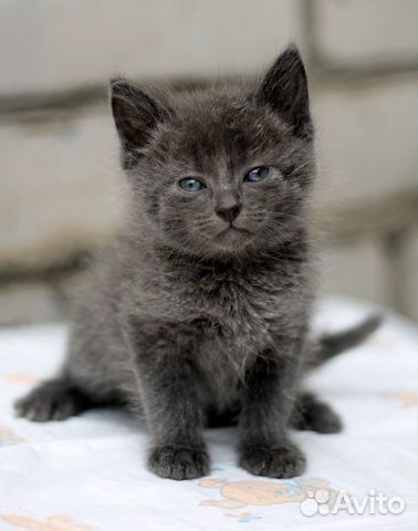 Котёнок Мышка ищет семью