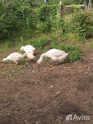 Гуси, куры