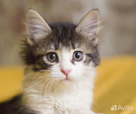 Спасённые котята 2 месяца