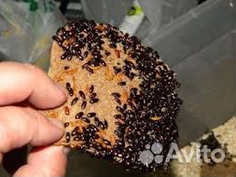 Продам жук знахарь