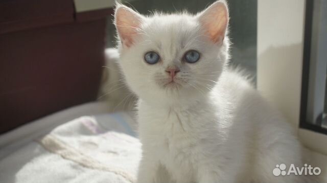 Девочка серебряная колорная шиншилла ns 11 33