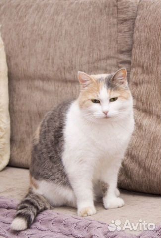 Кошка Лариска в поисках дома