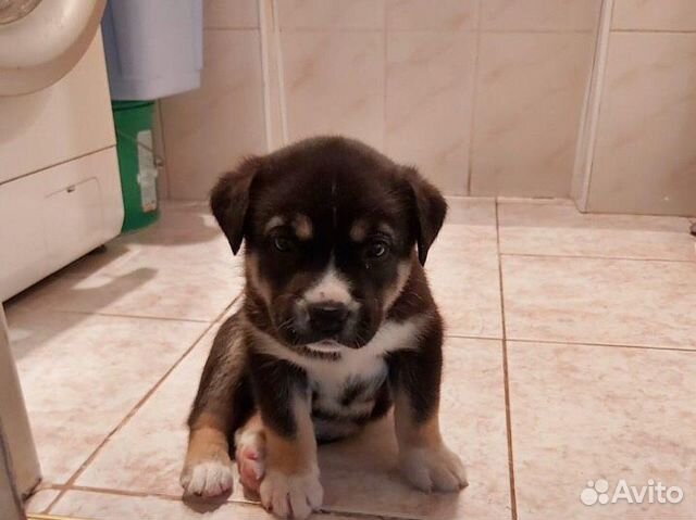Смесь Кане Корсо и Хаски