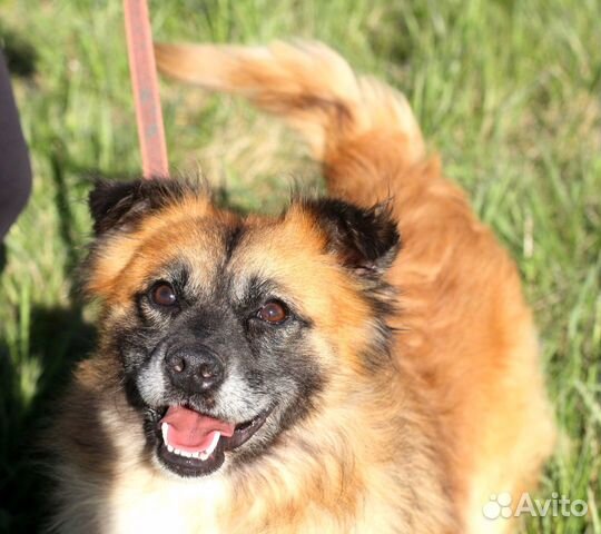 Шпиц хl Барсик, само очарование, в дар