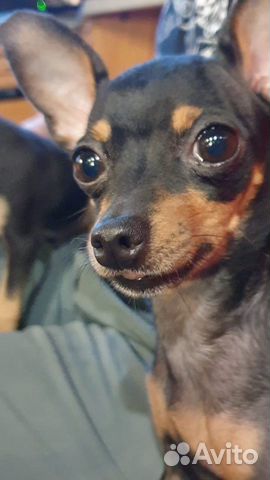 Пражский крысарик (ратлик)