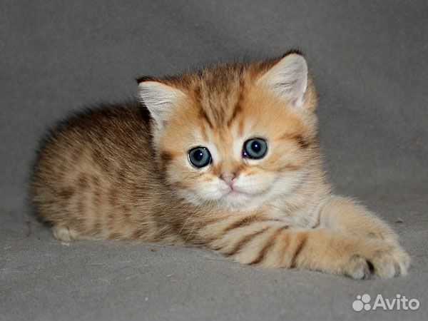 Яночка - кошечка золотистая пятнистая