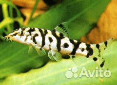 Марченко, 23-Б,63