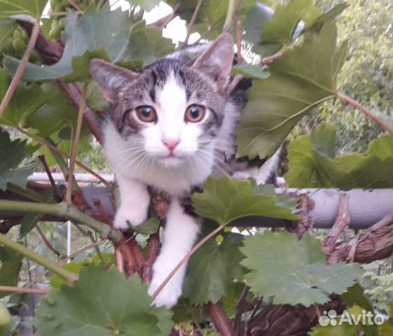 Тимофей - умный котенок