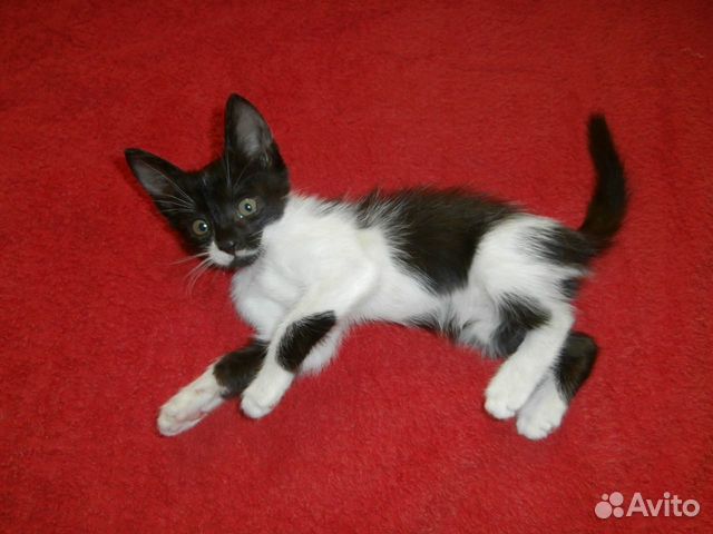 Пушистики в добрые руки