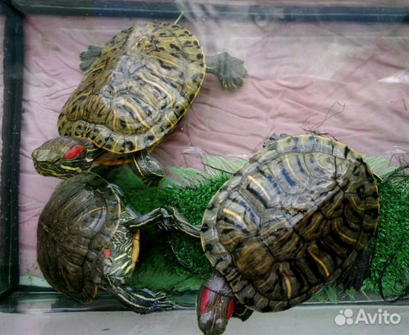 Отдам в добрые руки 3 черепашки