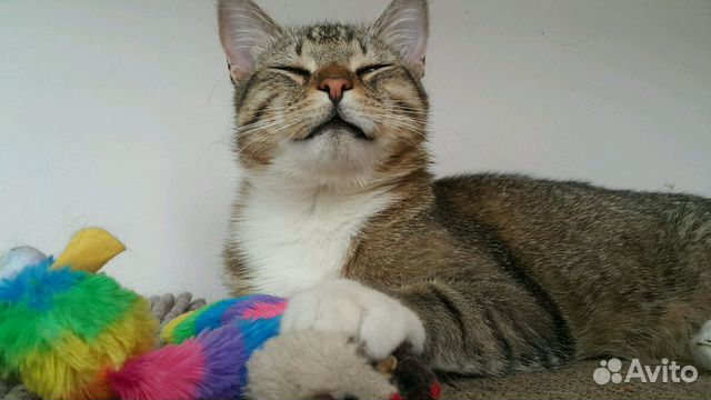 Котака-улыбака Миша ждет свою любящую семью