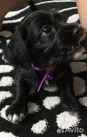 Продам йорка