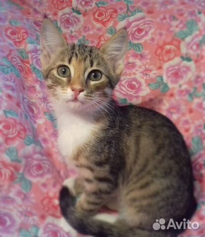 Котенок Шаня