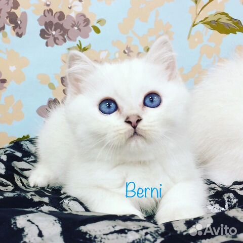 Голубоглазые Шиншиллы Пойнт,Золотые Шиншиллы Пойнт