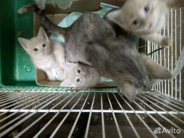 Котята в добрые руки