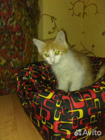 Котёнок в добрые руки