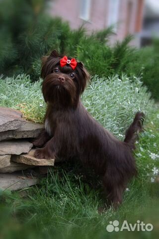 Кобель шоколадного окраса 2 года будет