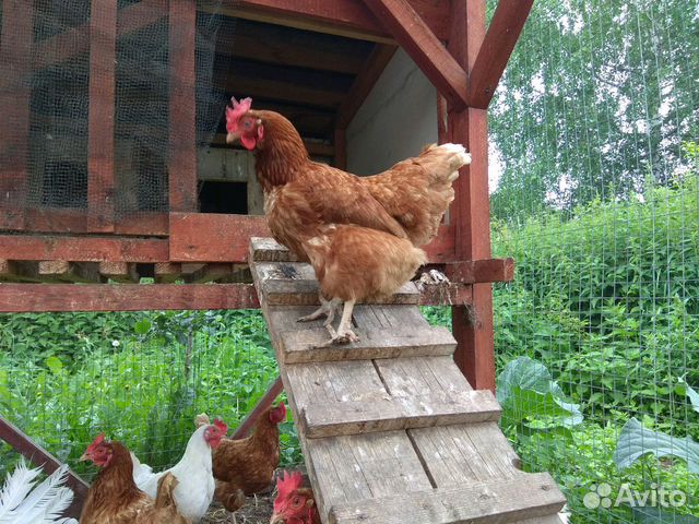 Курицы несушки