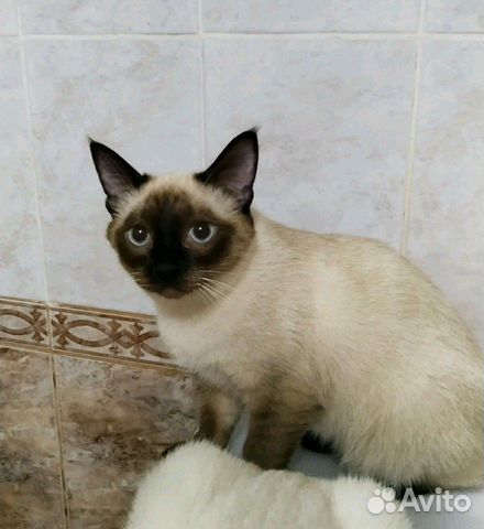 Тайские котята питомника