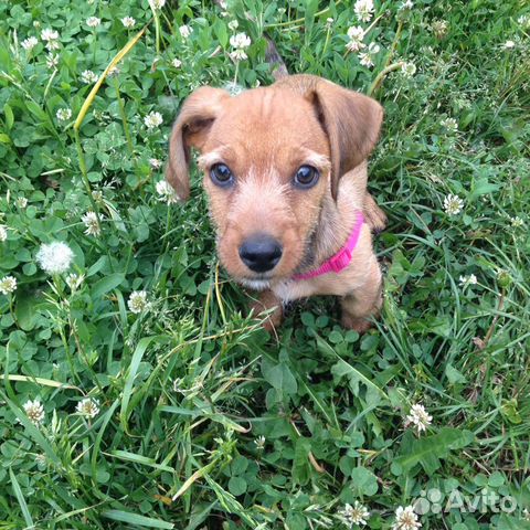 Щенок карликовая такса