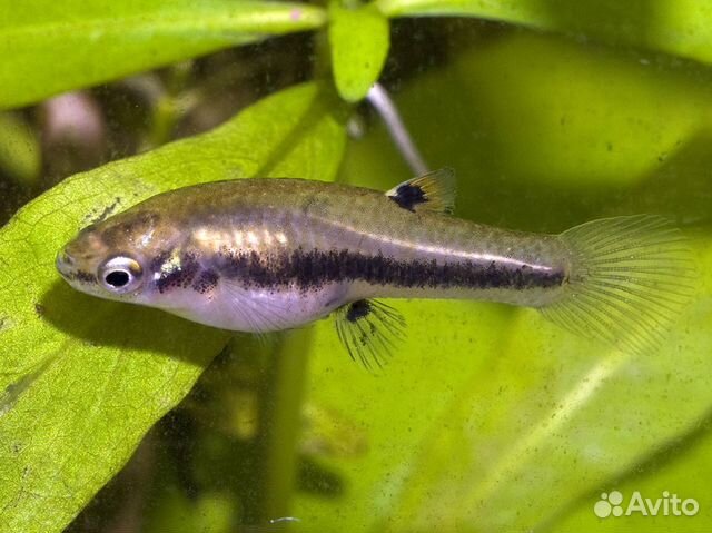 Живородящие рыбы