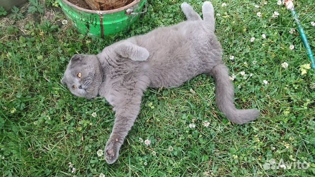 Британский кот в добрые руки