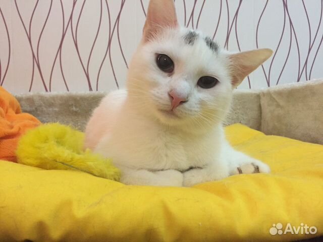 Кошечка Беляша в дар