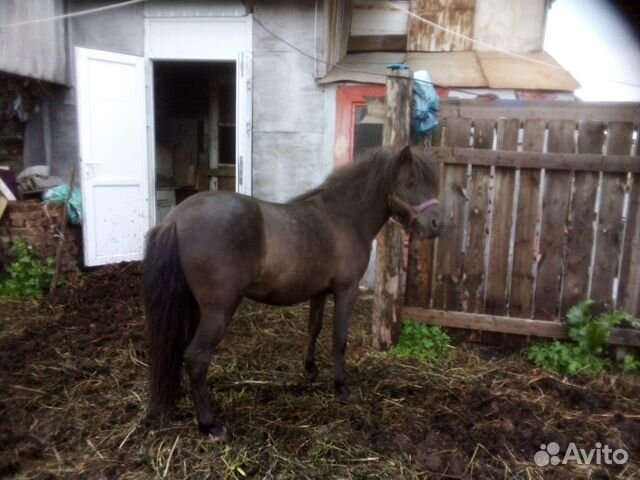 Шетландская пони