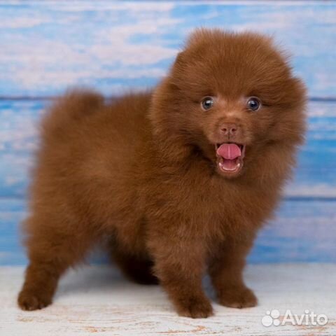 Померанский шпиц