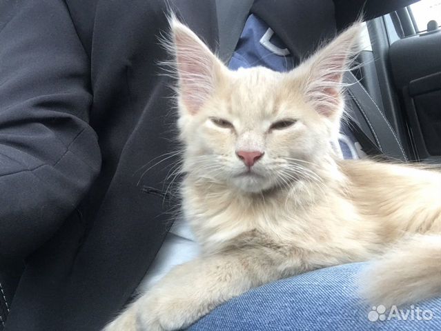 Котенок мейн-кун