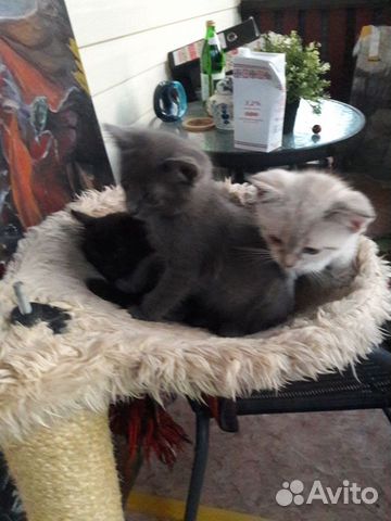2 котенка 3-х месяцев
