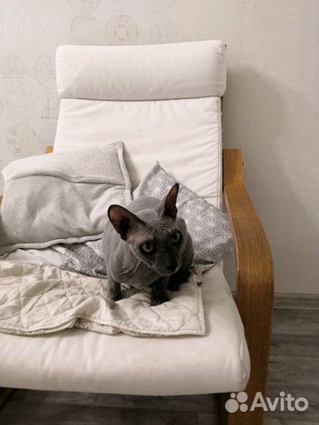 Котик