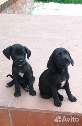 Щенки помесь спаниеля